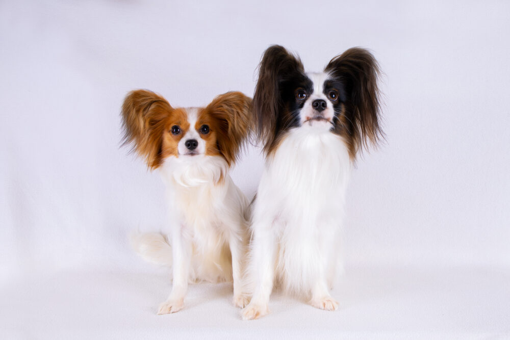 UniquePapillon – Papillonzucht im VDH FCI – Nicole Pfisterer